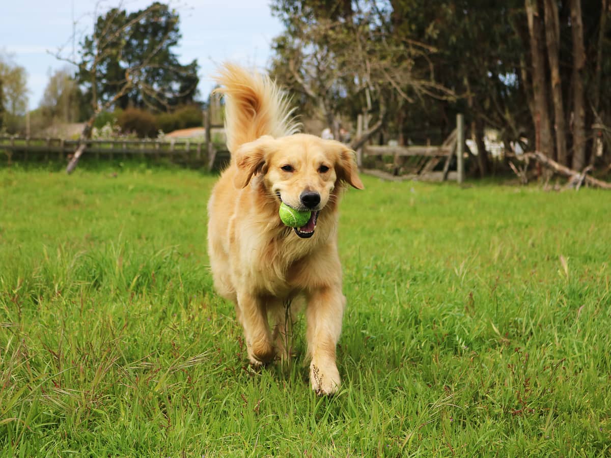Exercise Tips for Large Breed Dogs: Big Fun for Your Big Buddy ...
