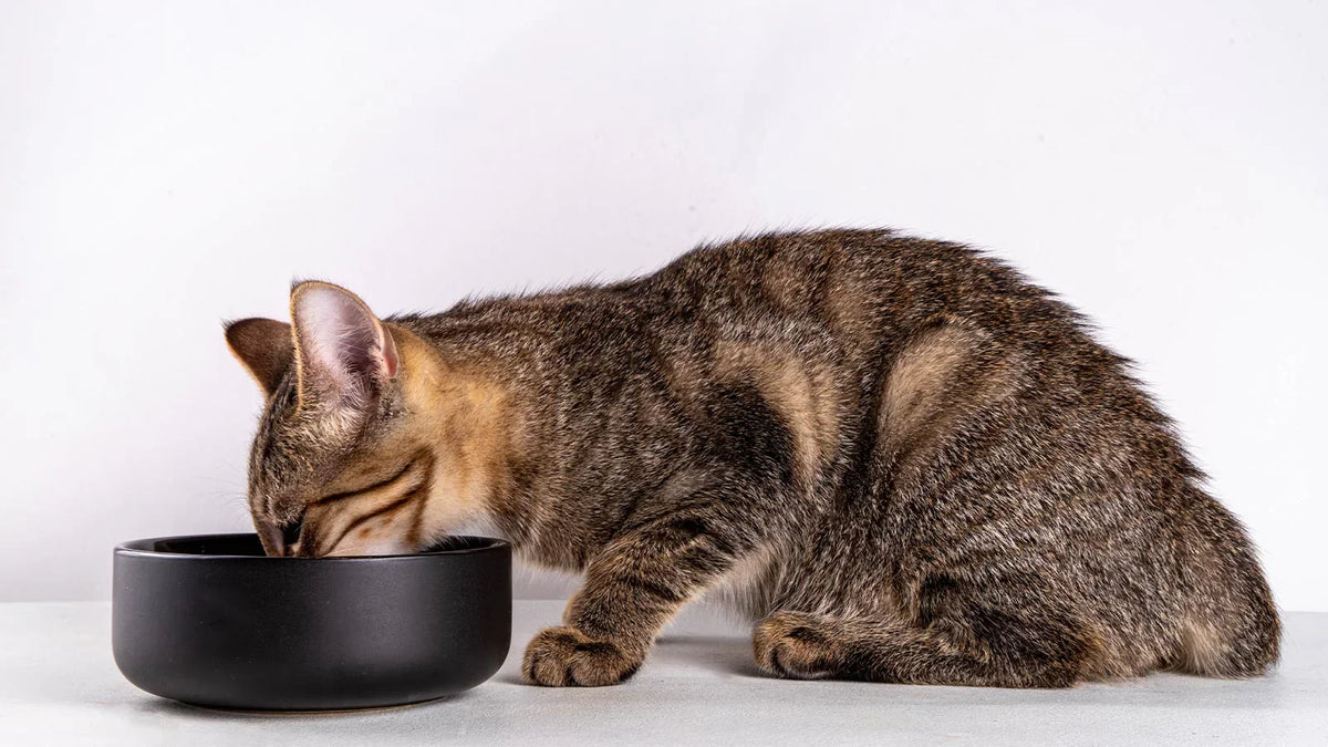 Weight Management for Cats: Truth, Myth, and How to Keep Your Cat Lean ...