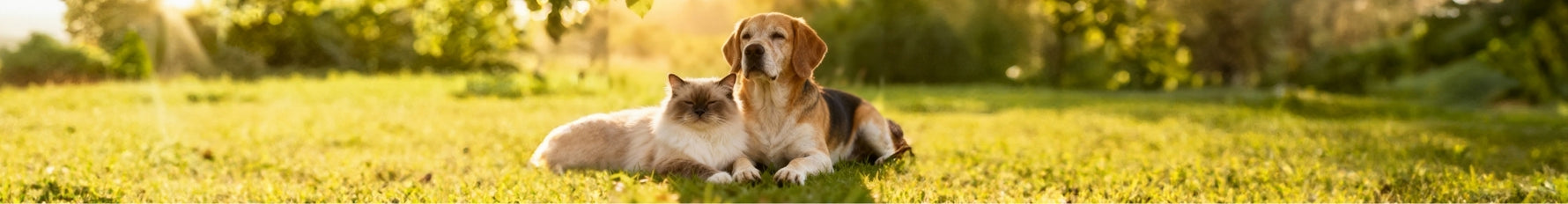 Adult – Addiction Pet Foods USA