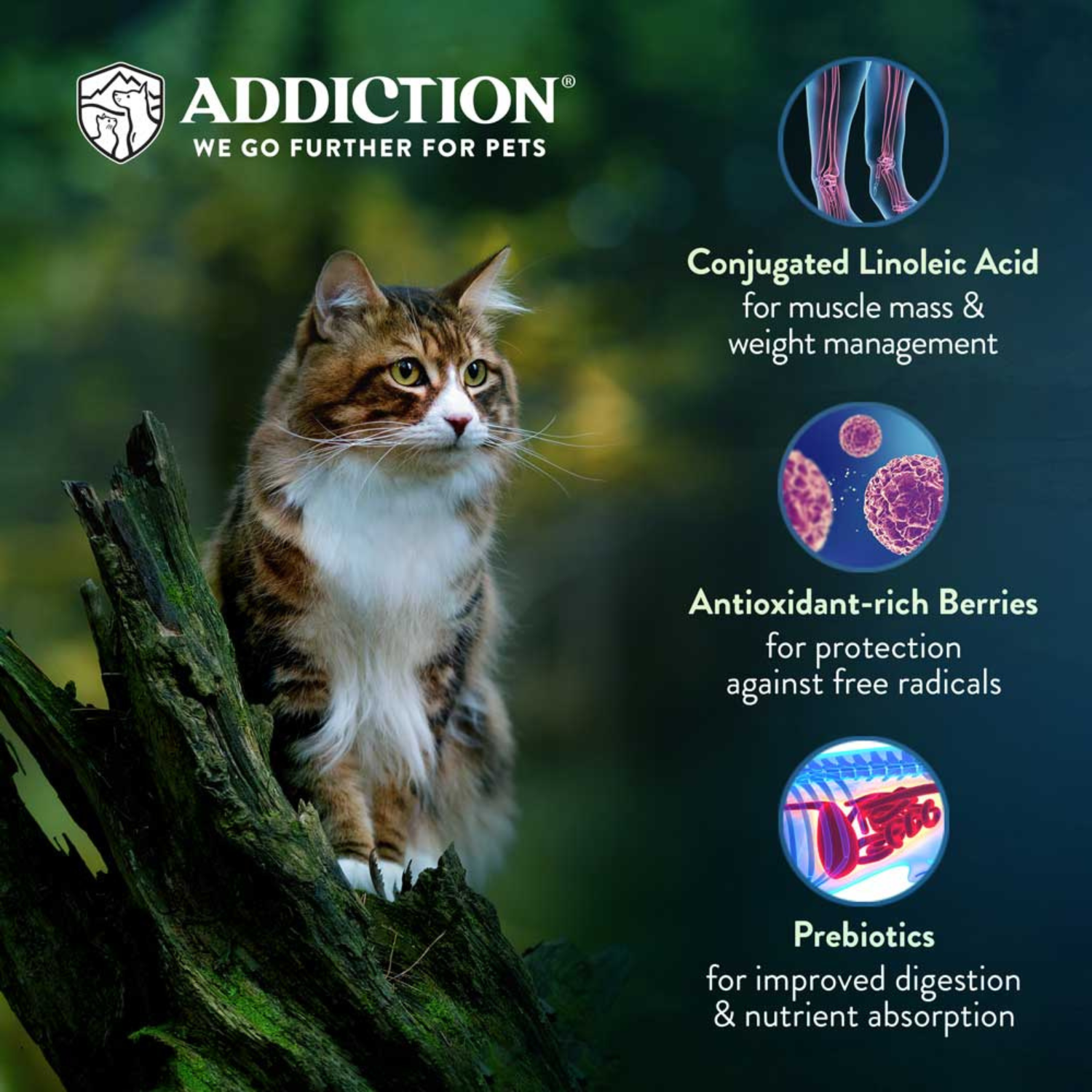 Addiction Viva La Venison Dry Cat Food – Addiction Pet Foods
